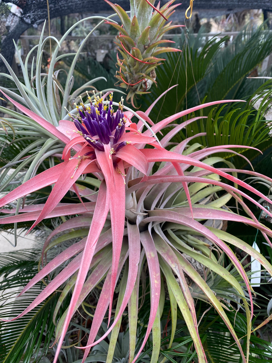 Capitata Peach: Sophisticated Air Plant Charm – Seafoam Driftwood