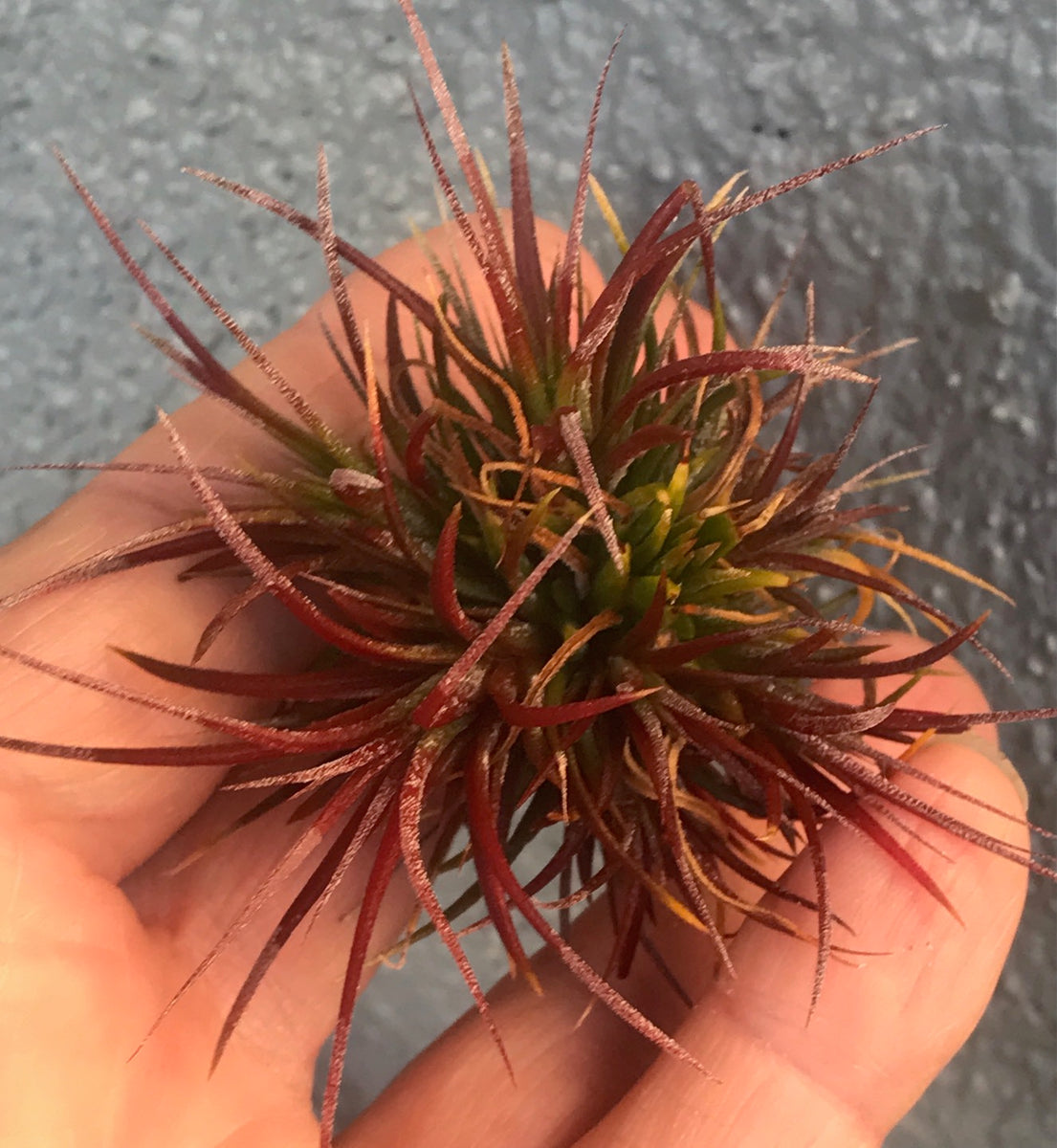 Ionantha Fuego Clump: Fiery Beauty in a Colorful Air Plant Cluster ...