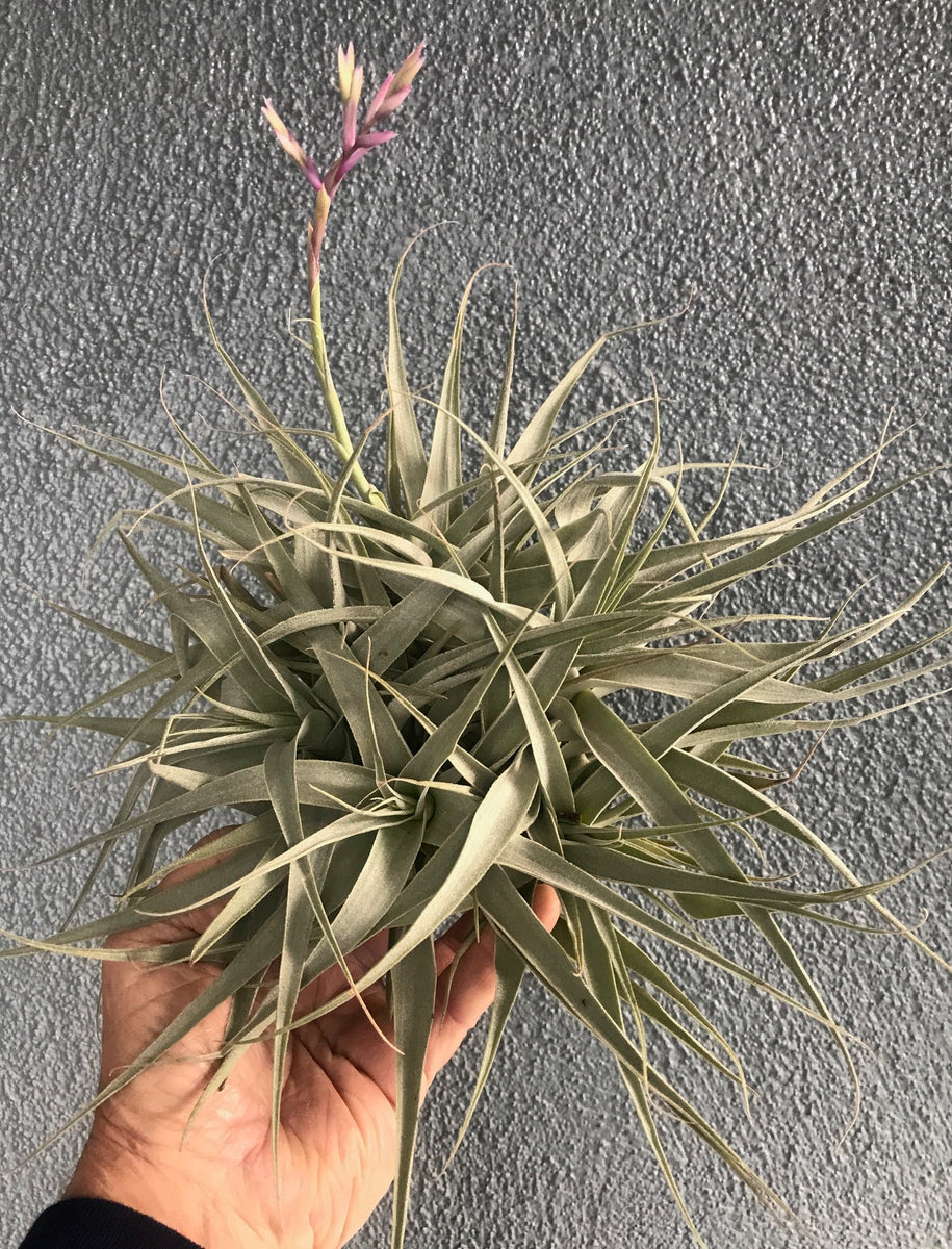 Cacticola Tillandsia: Lively and Low-Maintenance Green Charm – Seafoam ...