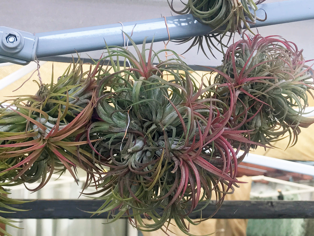 Vibrant Ionantha Rubra Clump | Colorful Air Plant Grouping – Seafoam ...