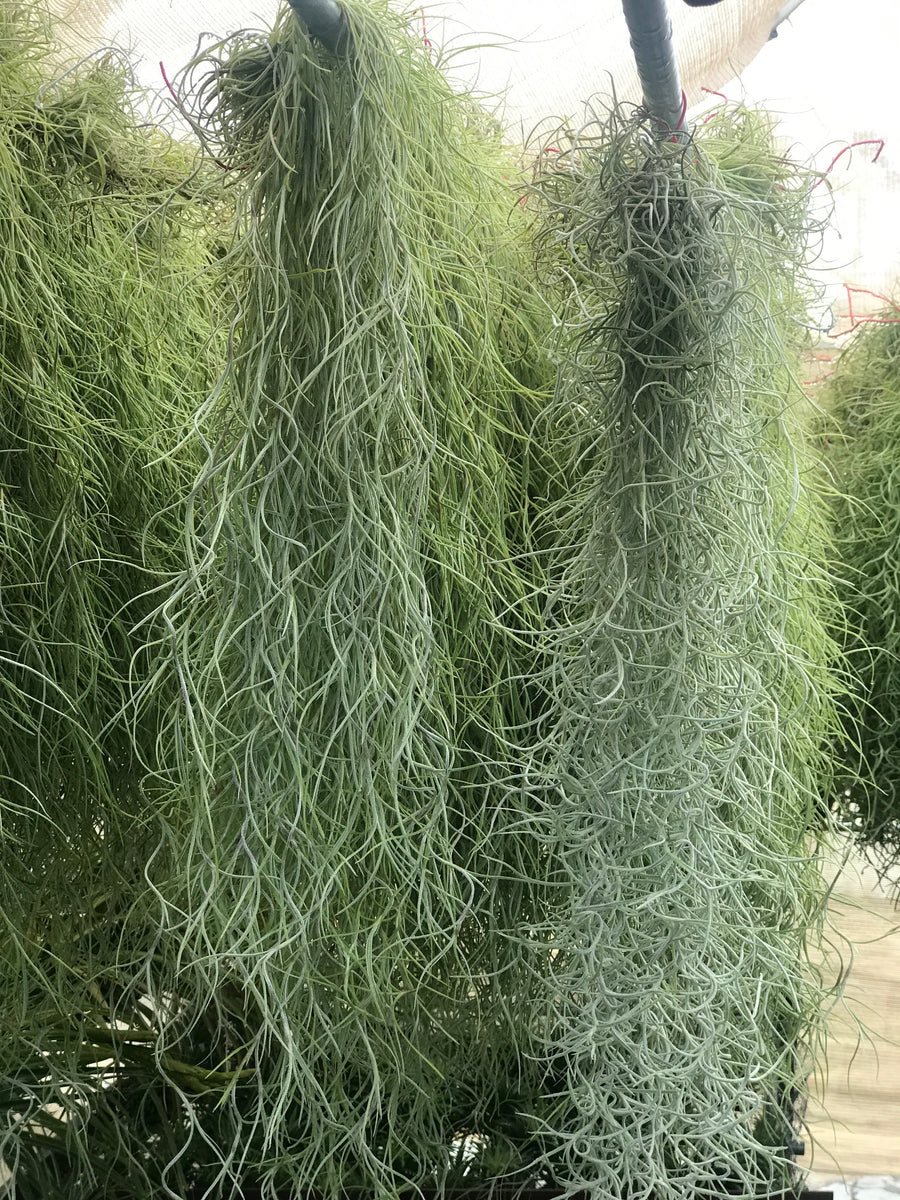 Enhance Your Green Spaces with Luxurious Thick Straight Moss: Adding ...